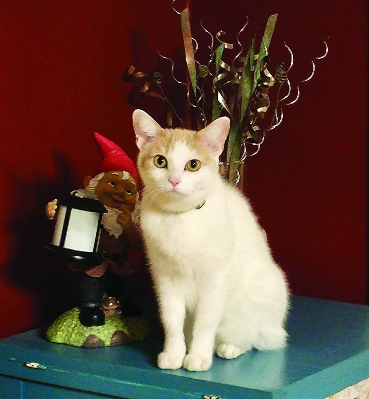 It Was Never My Goal To Have Five Cats | Focus LGBT+ Magazine