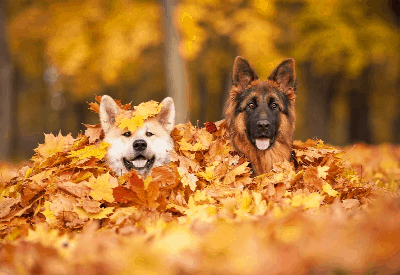 Fall Into Autumn With Your Pets | Focus LGBT+ Magazine